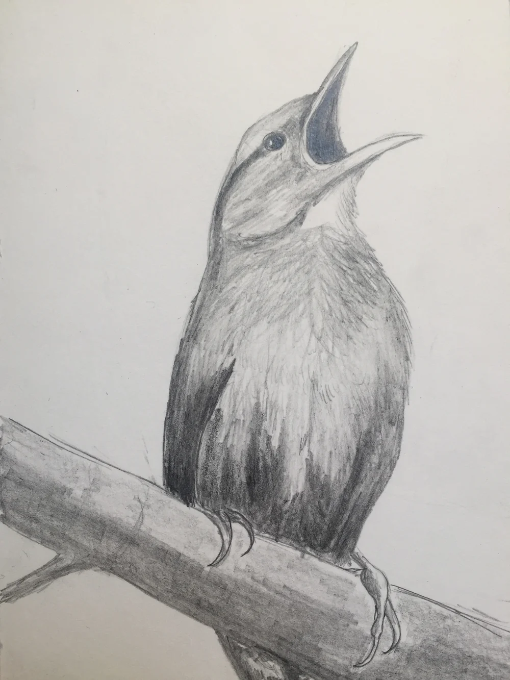 56-365 Carolina Wren - Graphite — Wendy Wetherbee - Nature Focused ...