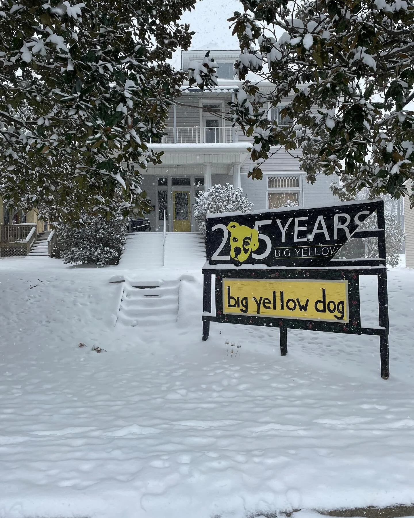 About — BIG YELLOW DOG