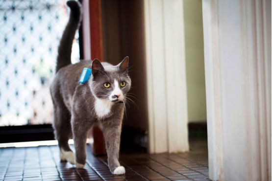 ‘Cat Tracker’ project: getting to know your cat — Tasmanian ...