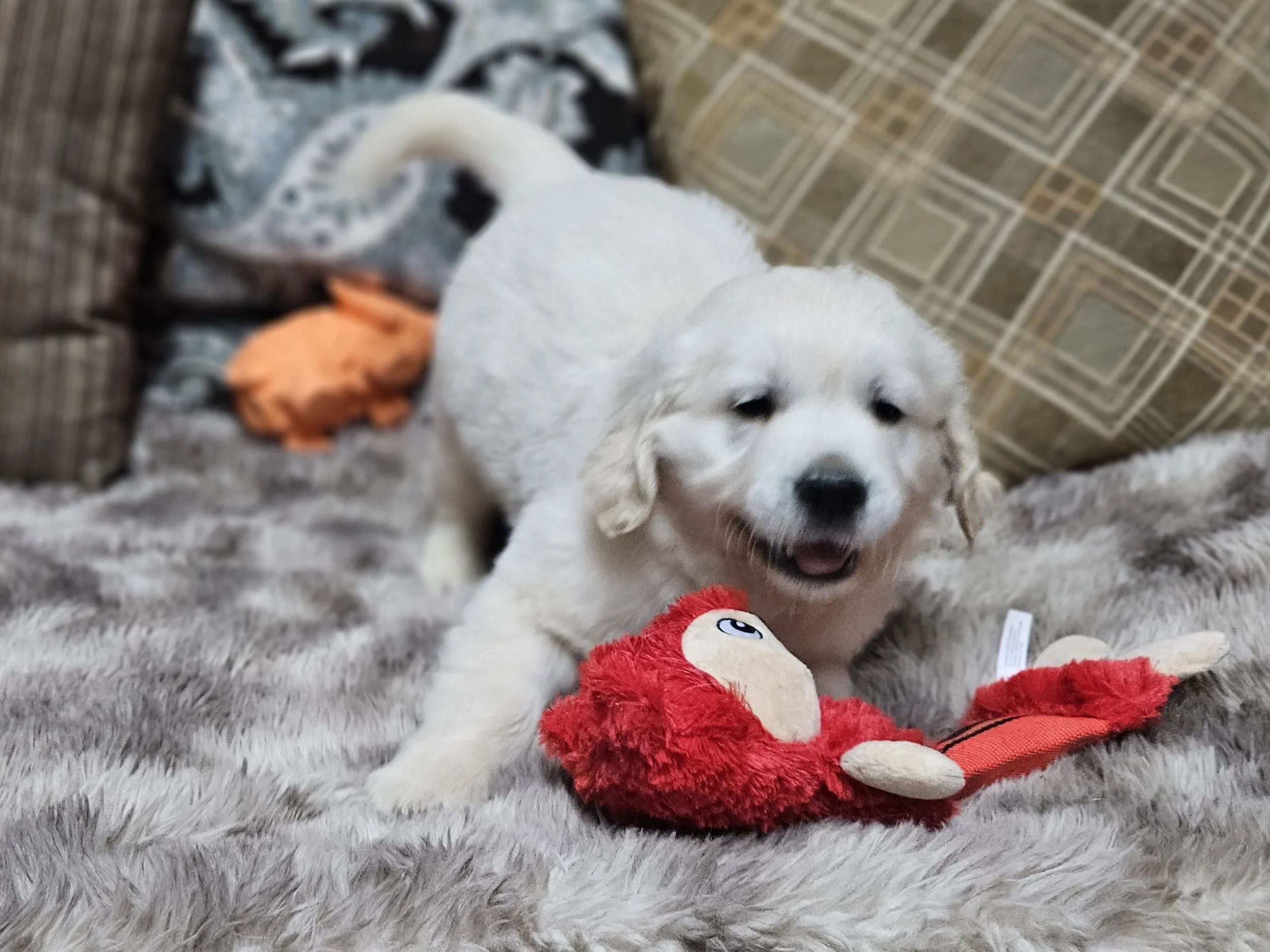 Puppies — Composer Goldens - Breeding for Health and Beauty