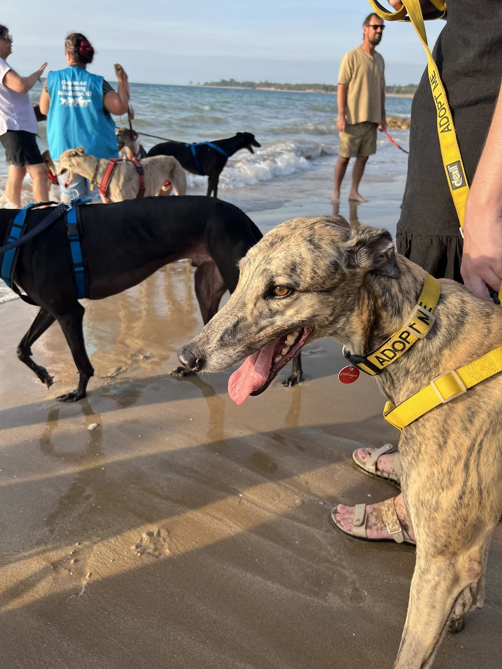 CHASE — Greyhound Rehoming Association NT