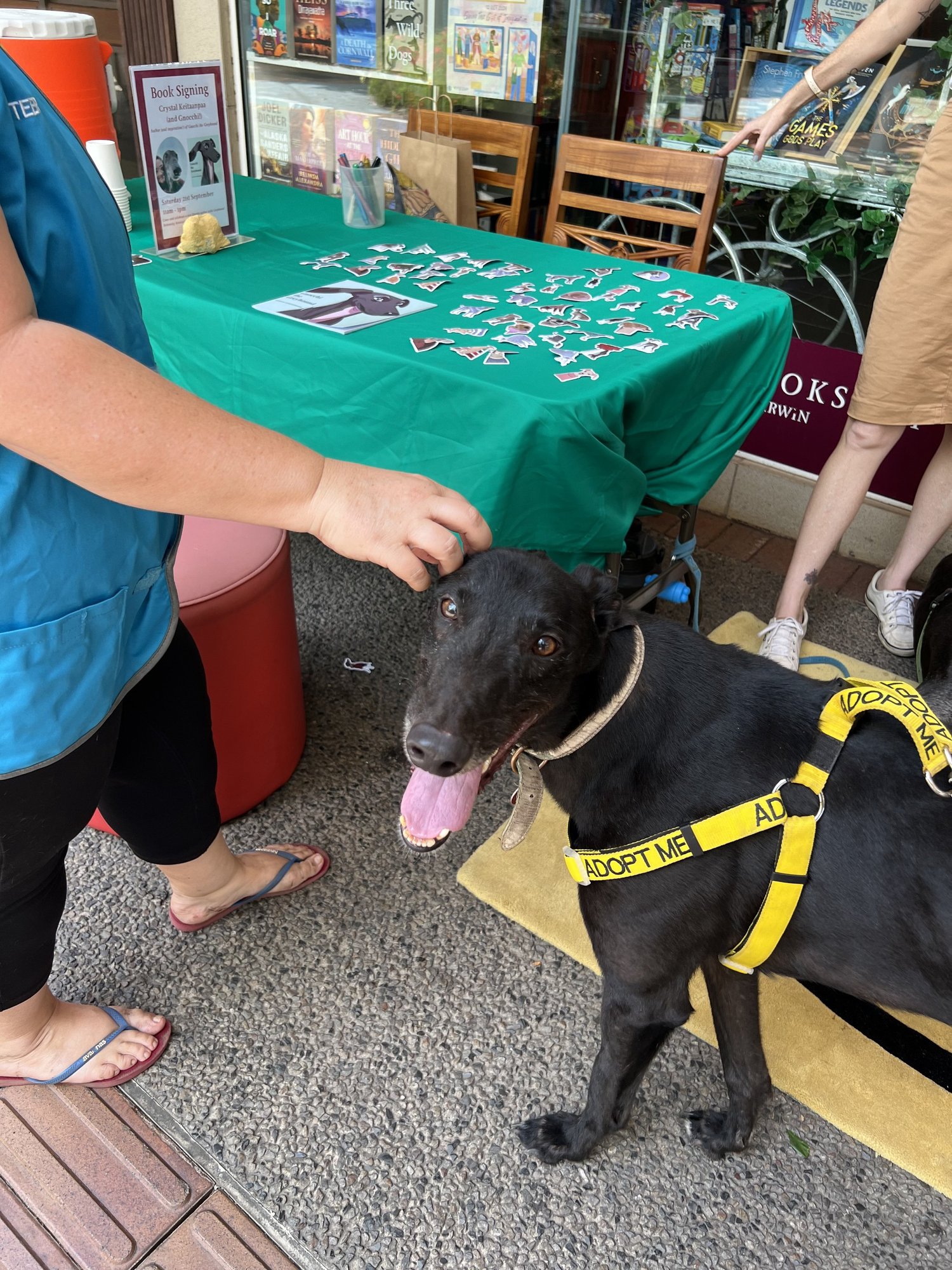 BARNEY SUN — Greyhound Rehoming Association NT