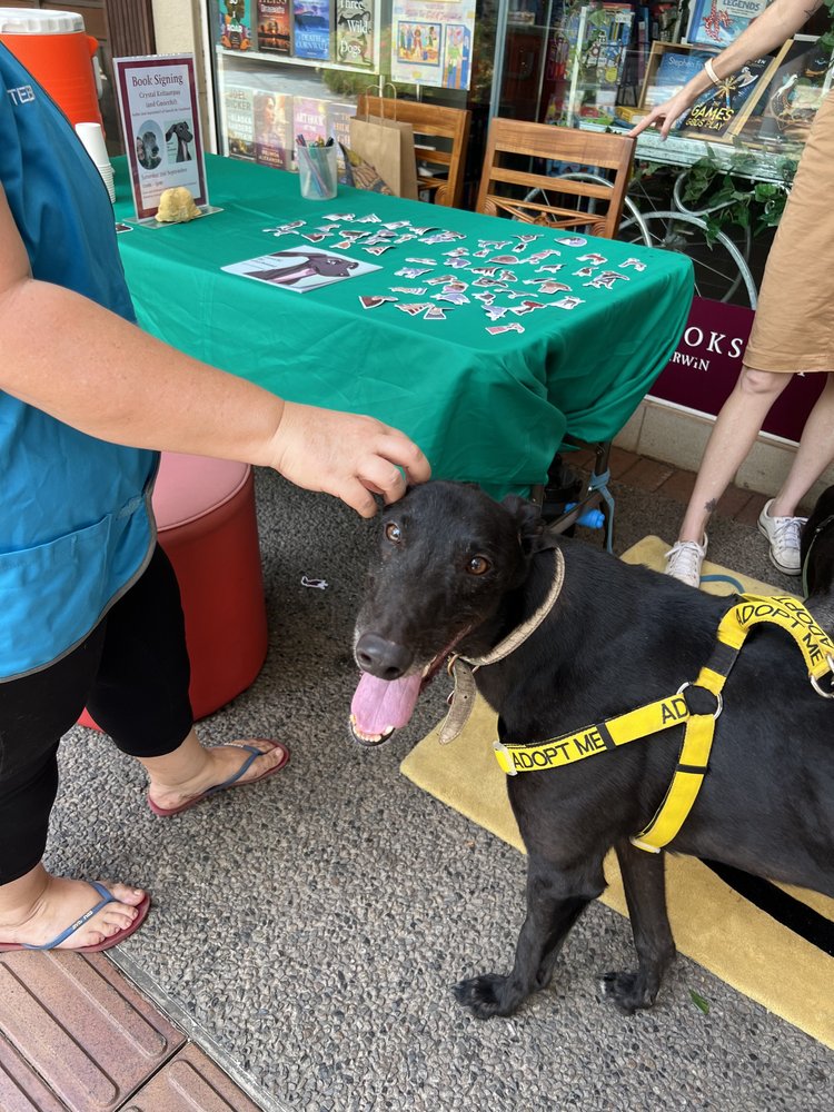 BARNEY SUN — Greyhound Rehoming Association NT
