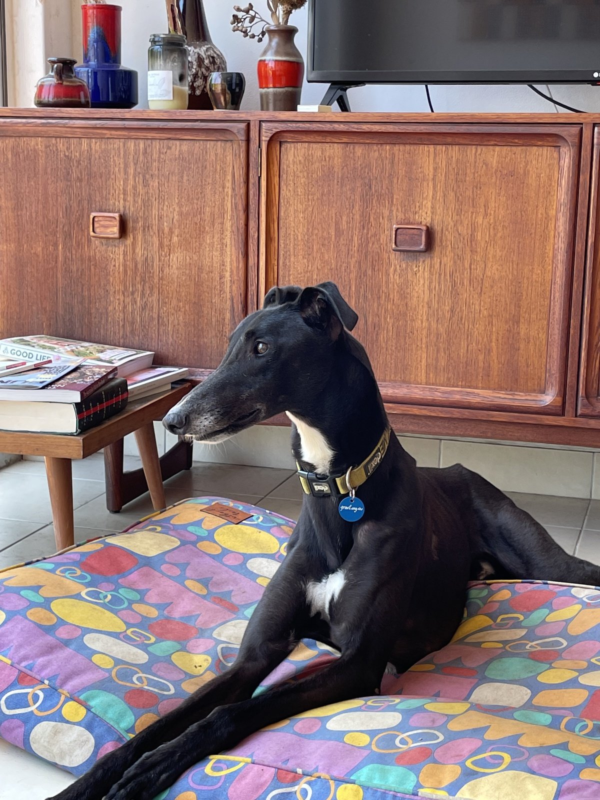 Available dogs — Greyhound Rehoming Association NT