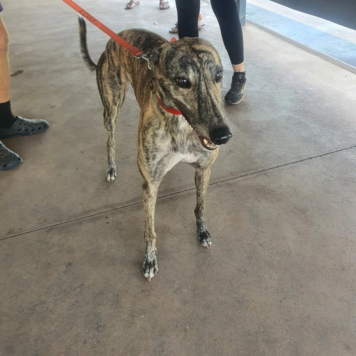 Available dogs — Greyhound Rehoming Association NT