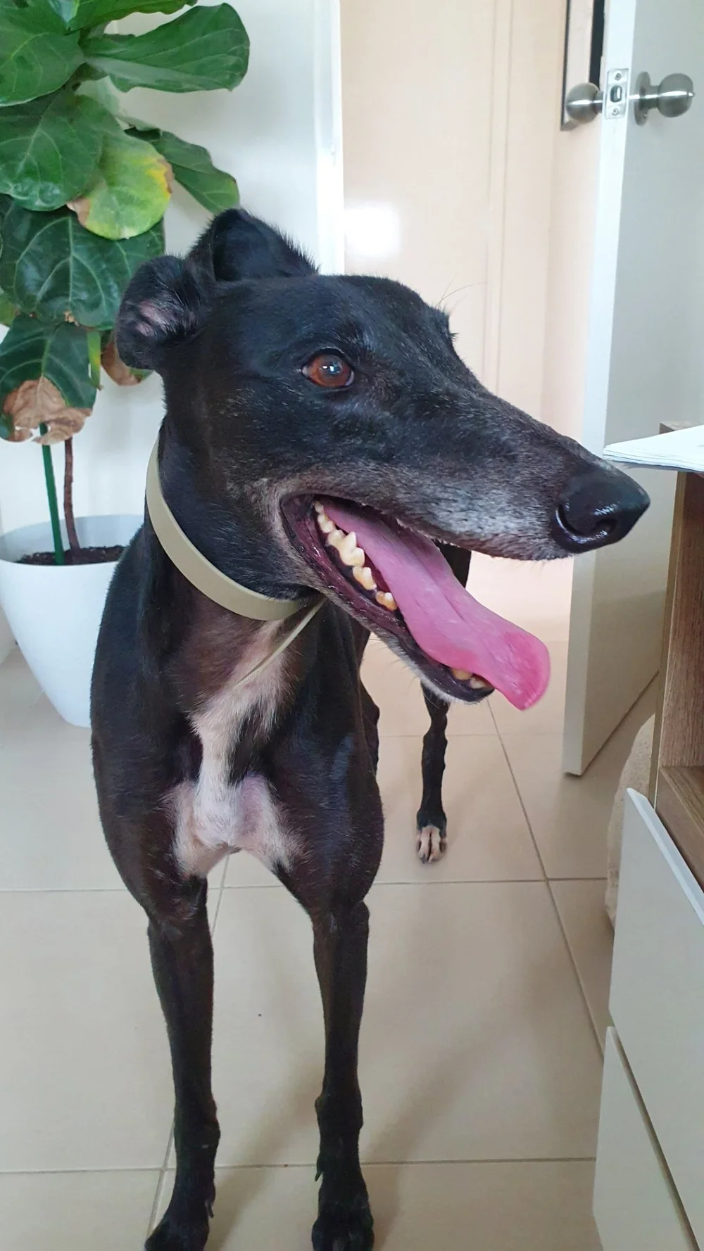 Available dogs — Greyhound Rehoming Association NT