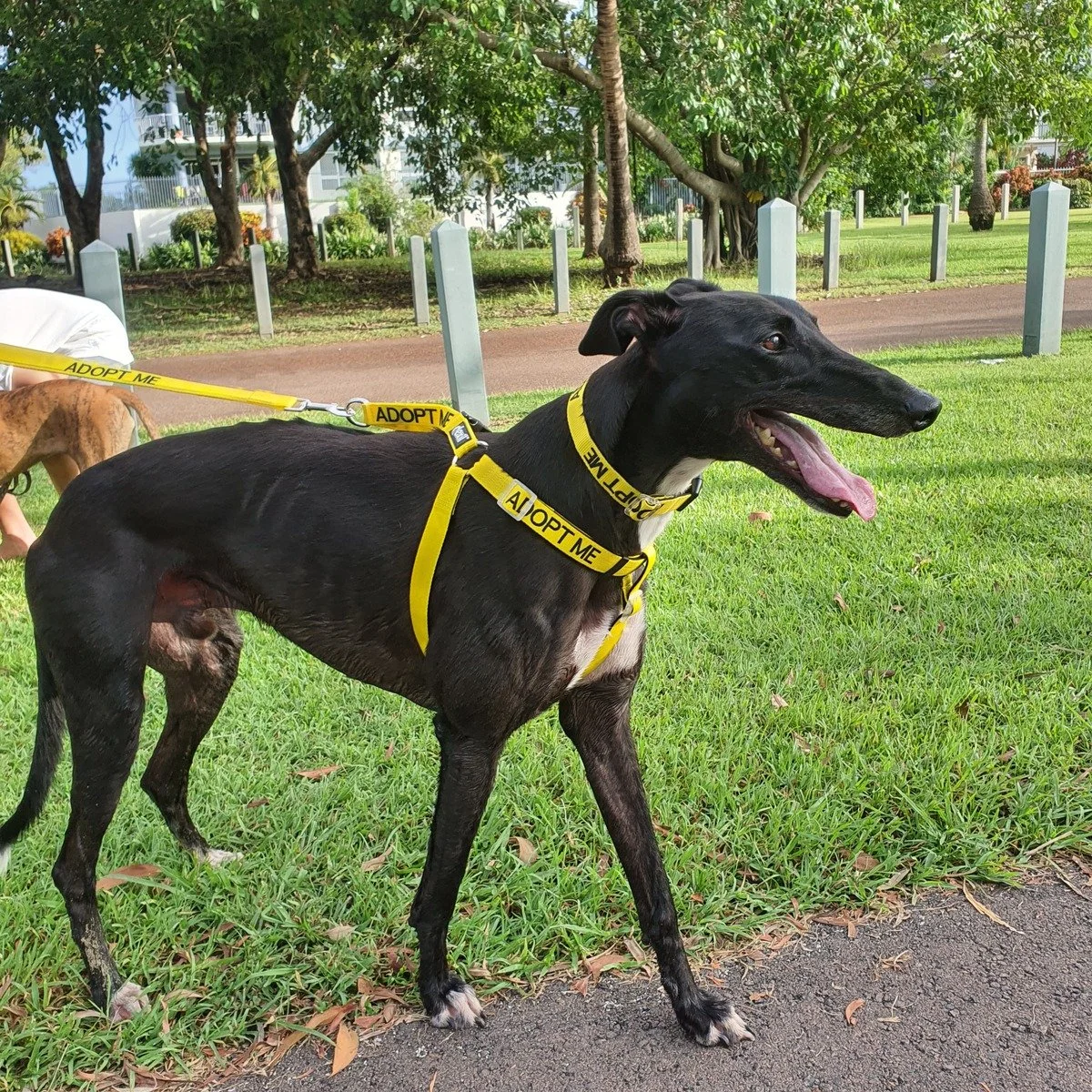 Available dogs — Greyhound Rehoming Association NT
