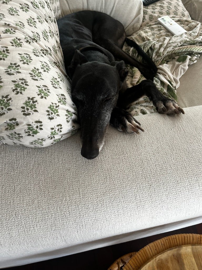 RICKY — Greyhound Rehoming Association NT