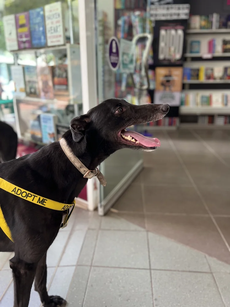BARNEY SUN — Greyhound Rehoming Association NT