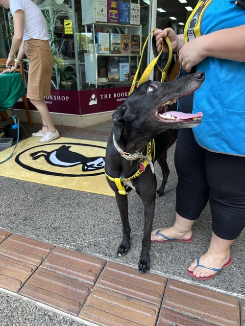 BARNEY SUN — Greyhound Rehoming Association NT