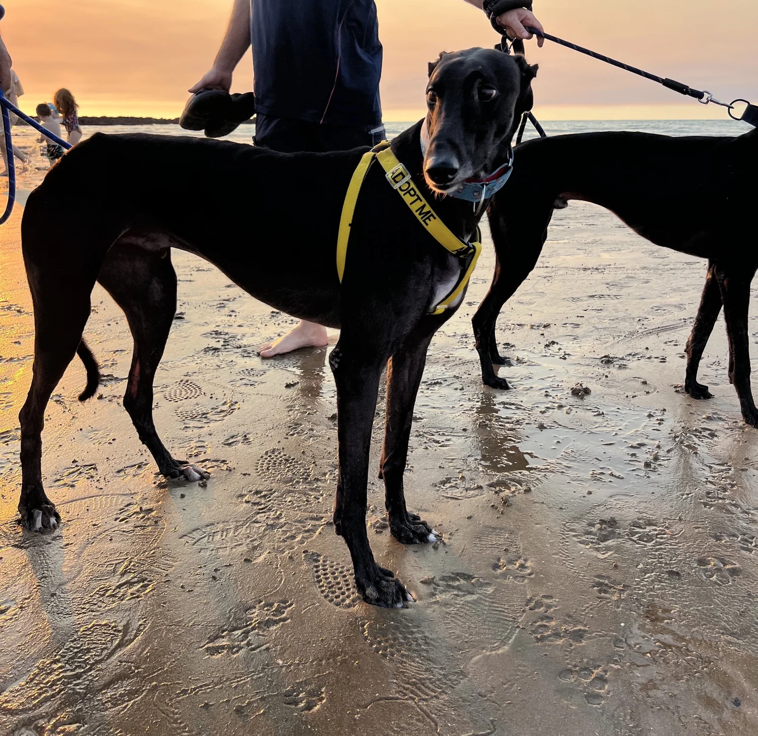 JIM — Greyhound Rehoming Association NT