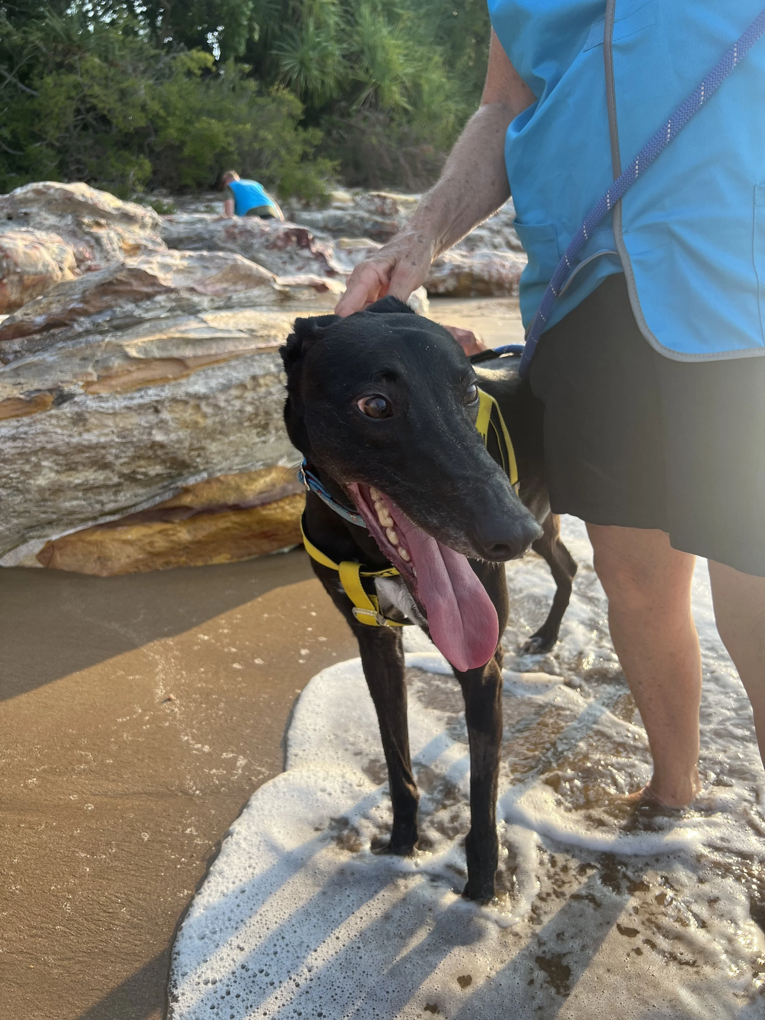 RHEVE — Greyhound Rehoming Association NT