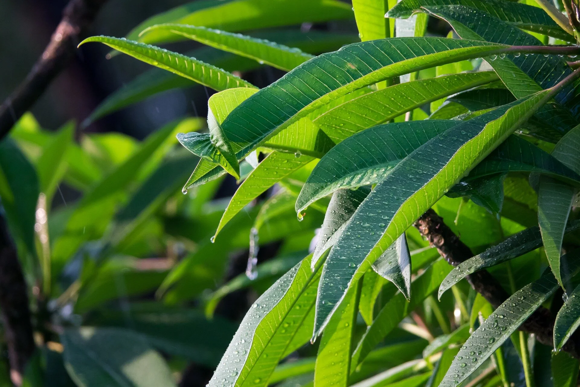 Climate Change Will Shift Tropical Rain Belt — Mount Holyoke News