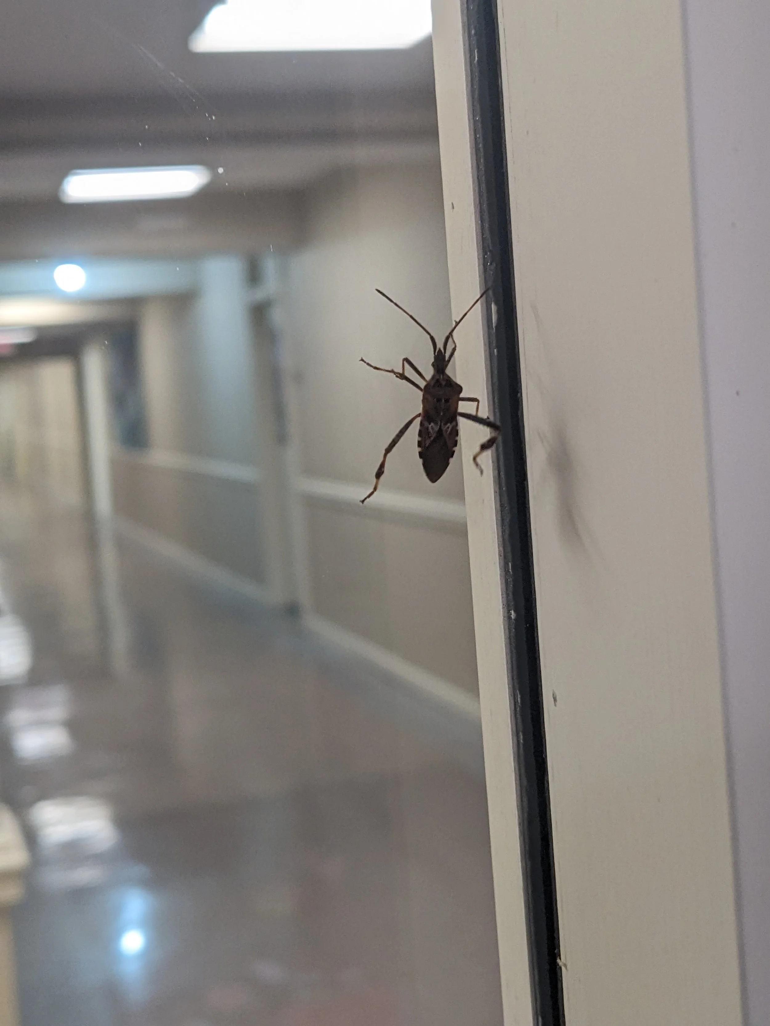 New residents have entered dorms in the form of western conifer seed ...