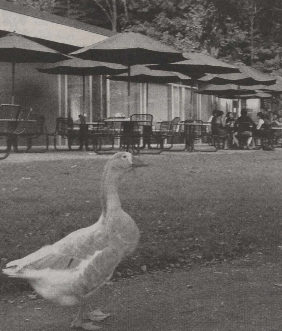 The life and legacy of the College’s beloved goose, Jorge — Mount ...
