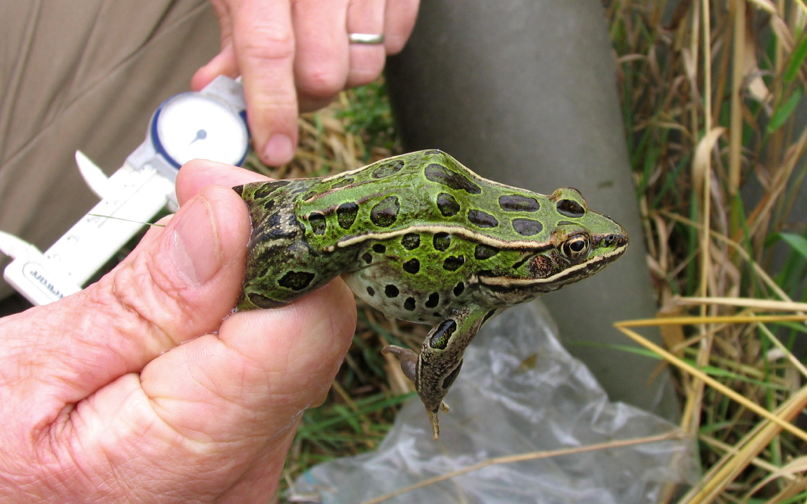 Amphibian Growth Project