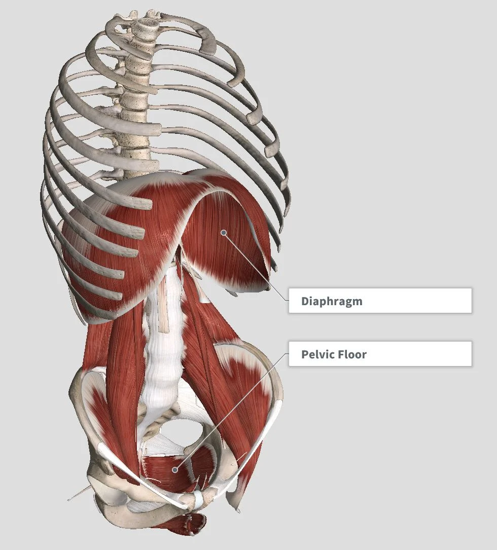 Introduction & Anatomy — The Gap Physio