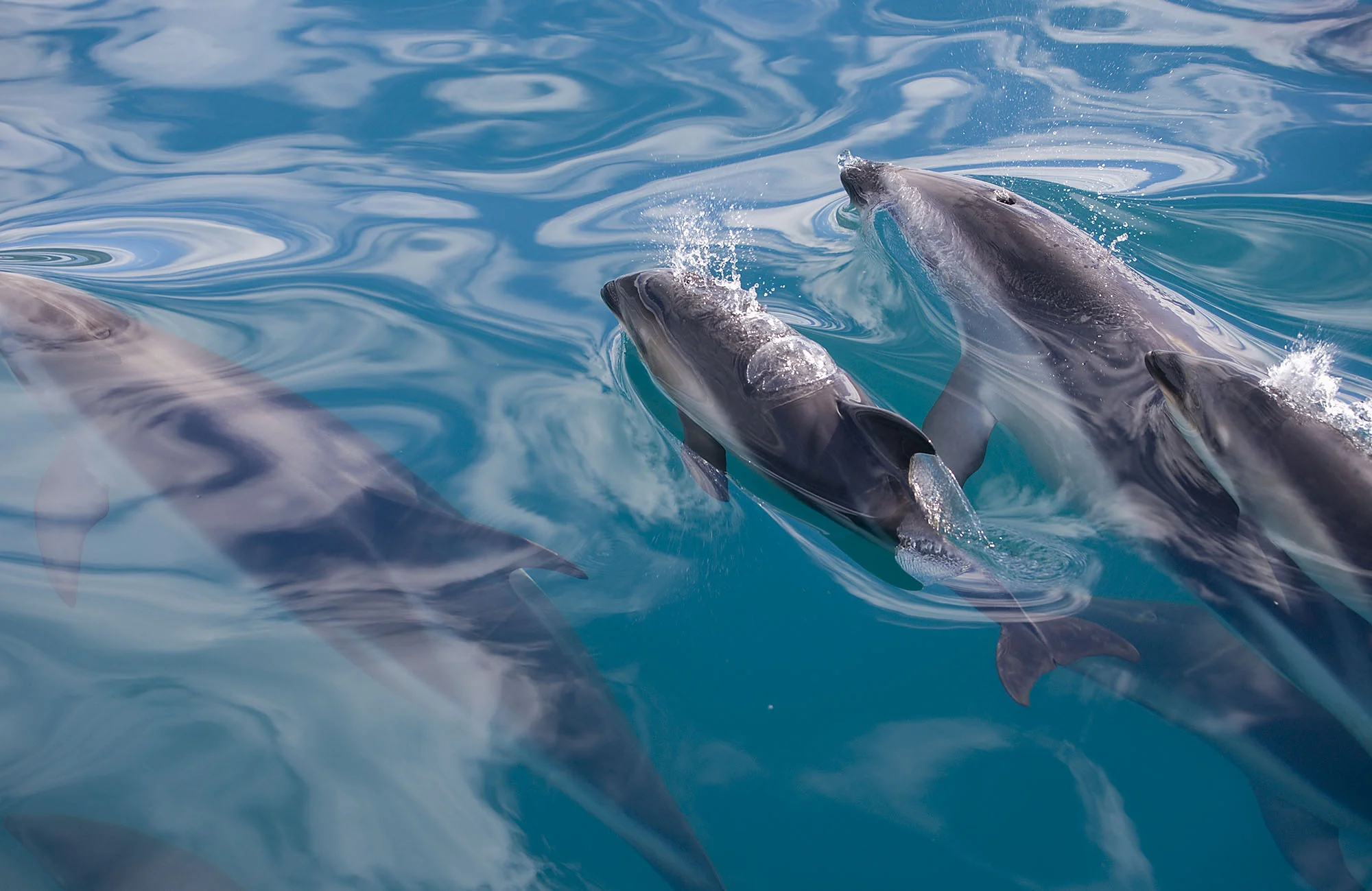 Dusky Dolphin Underwater