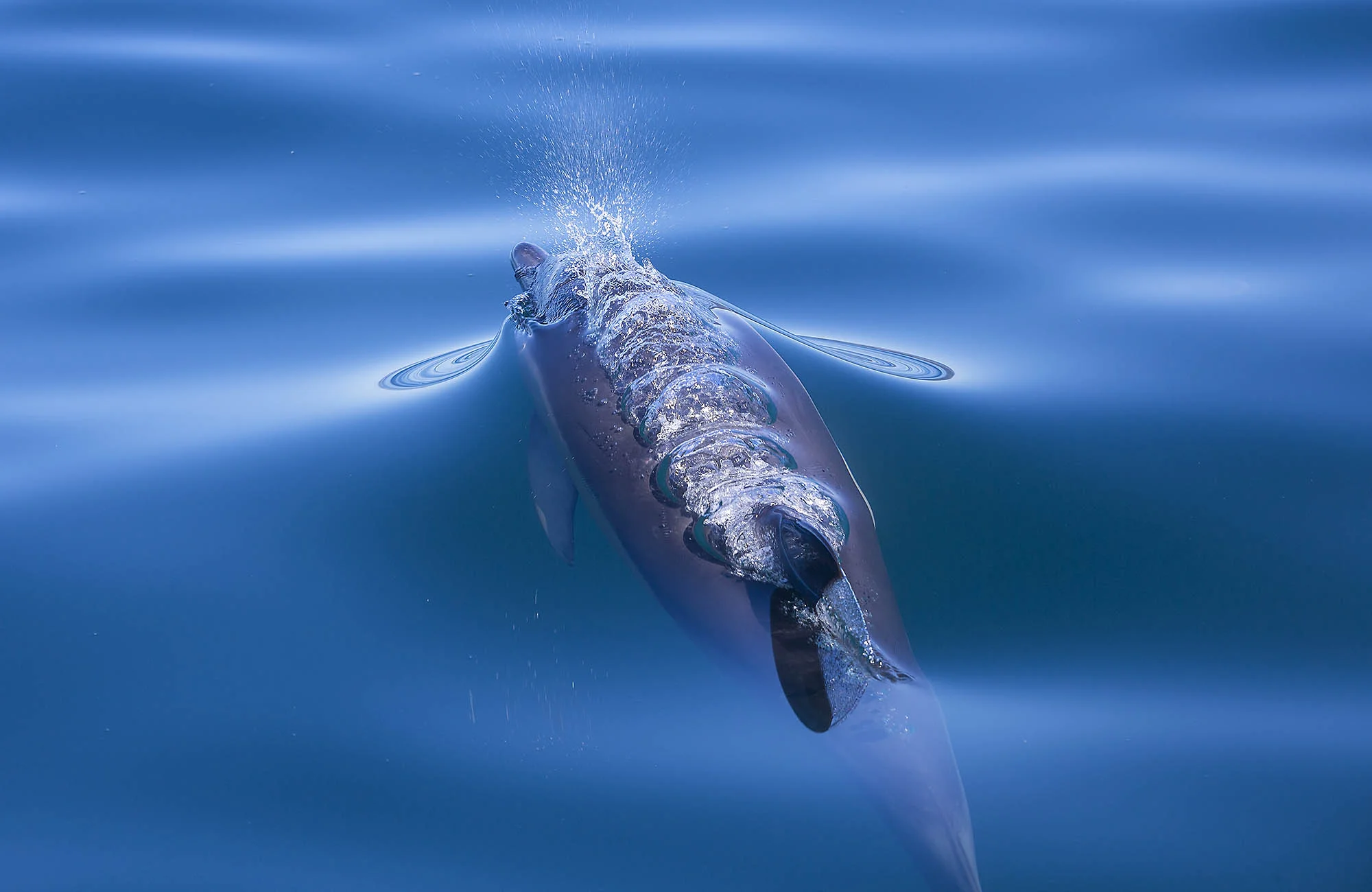 Common Dolphins — Dennis Buurman Photography