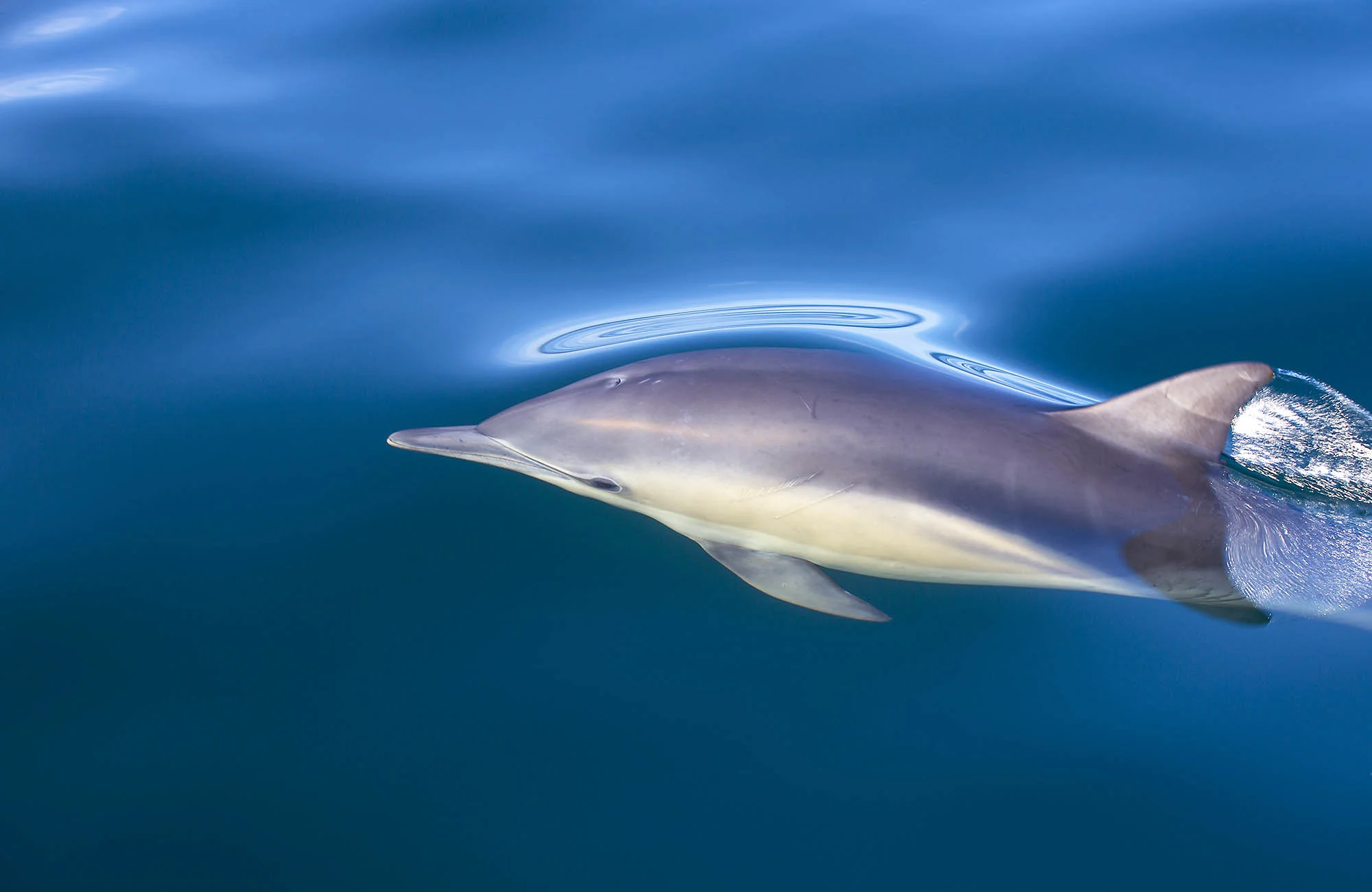 Common Dolphins — Dennis Buurman Photography