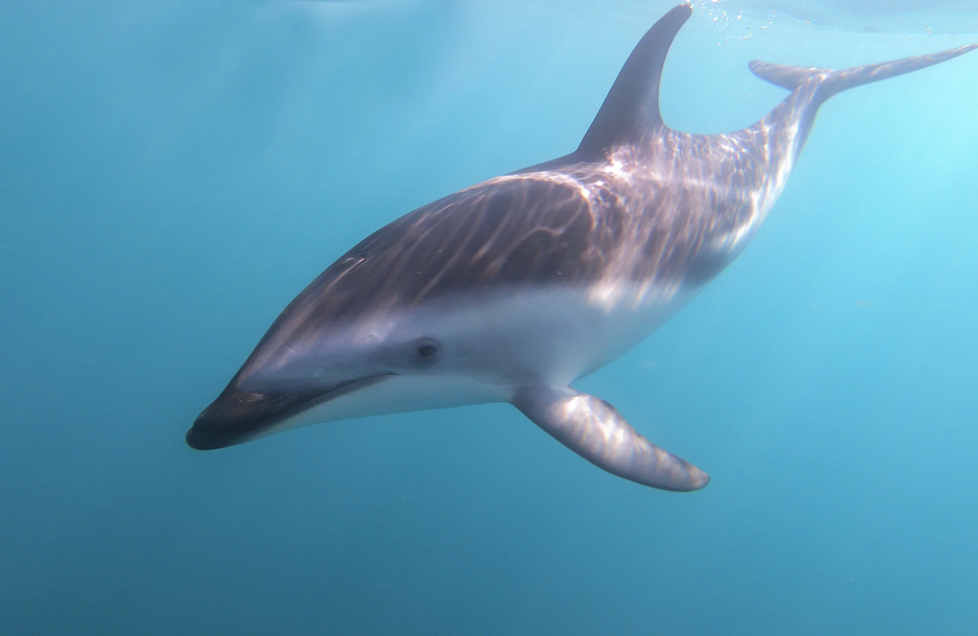 Dusky Dolphin Underwater