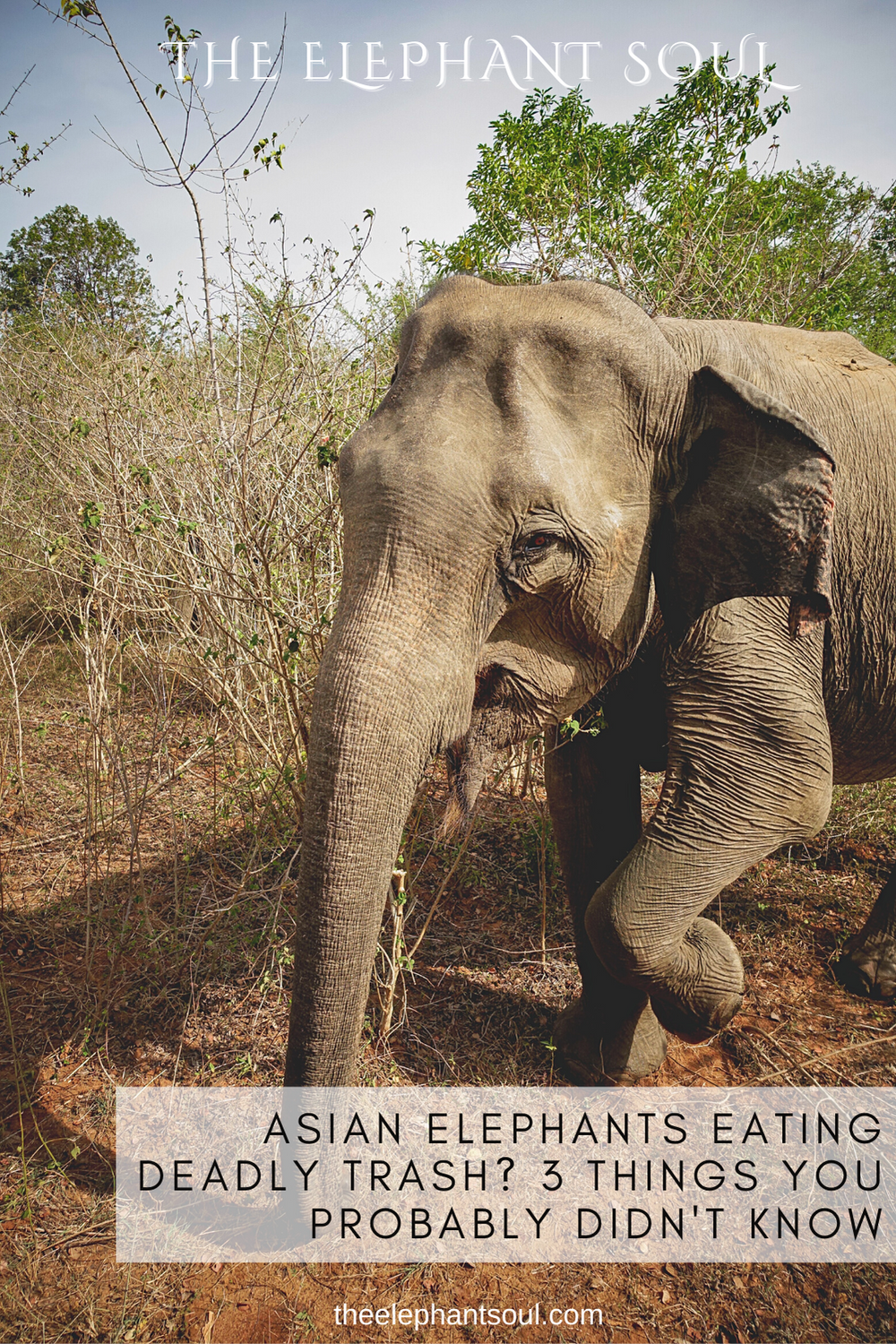 Helping Captive Elephants — The Elephant Soul