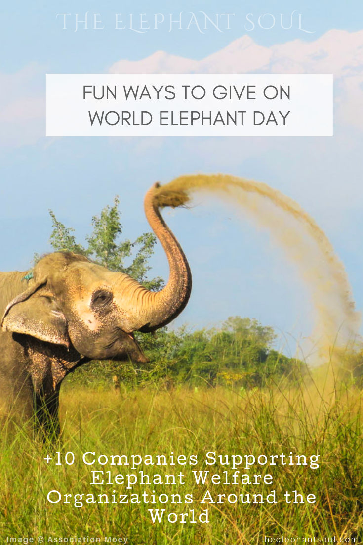 Fun Ways to Give on World Elephant Day - 10 Companies Supporting ...