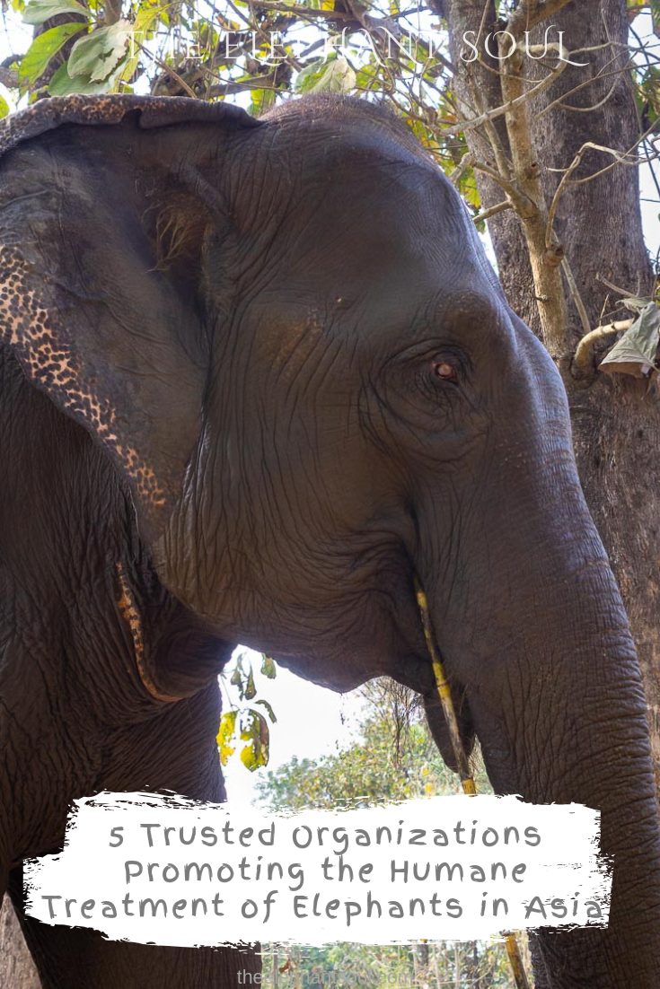 Helping Captive Elephants — The Elephant Soul