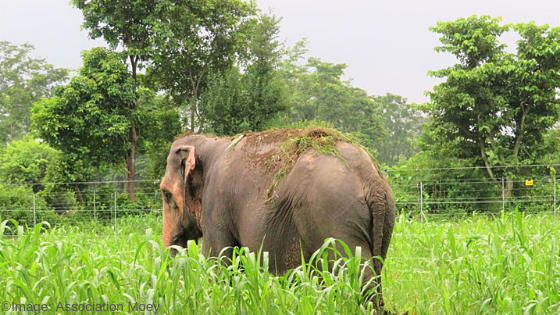 5 Trusted Organizations Promoting the Humane Treatment of Elephants in ...
