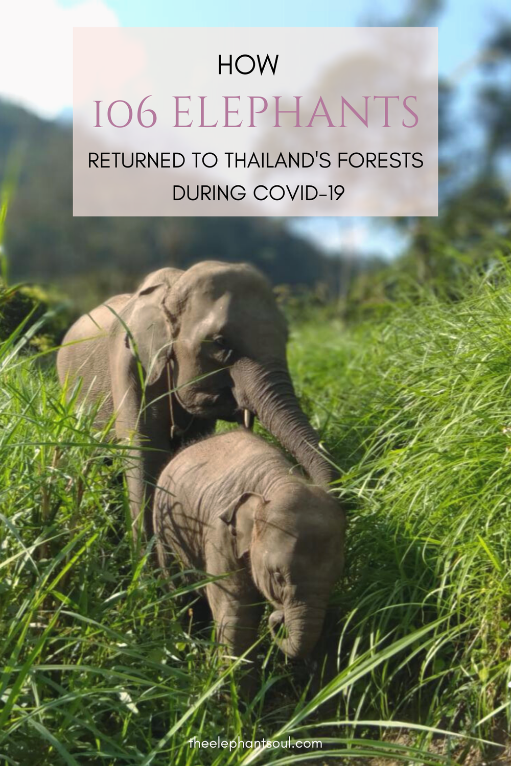 Helping Captive Elephants — The Elephant Soul