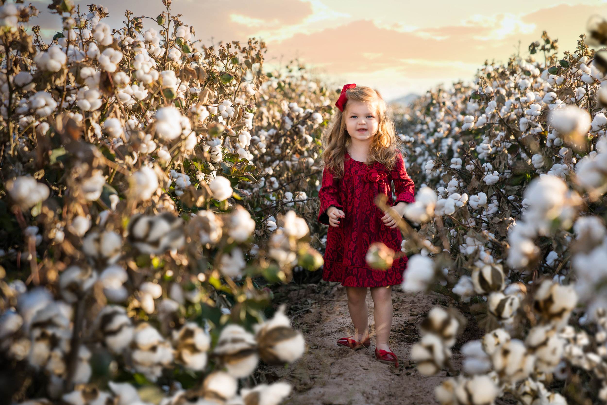 Cotton Fields Photography
