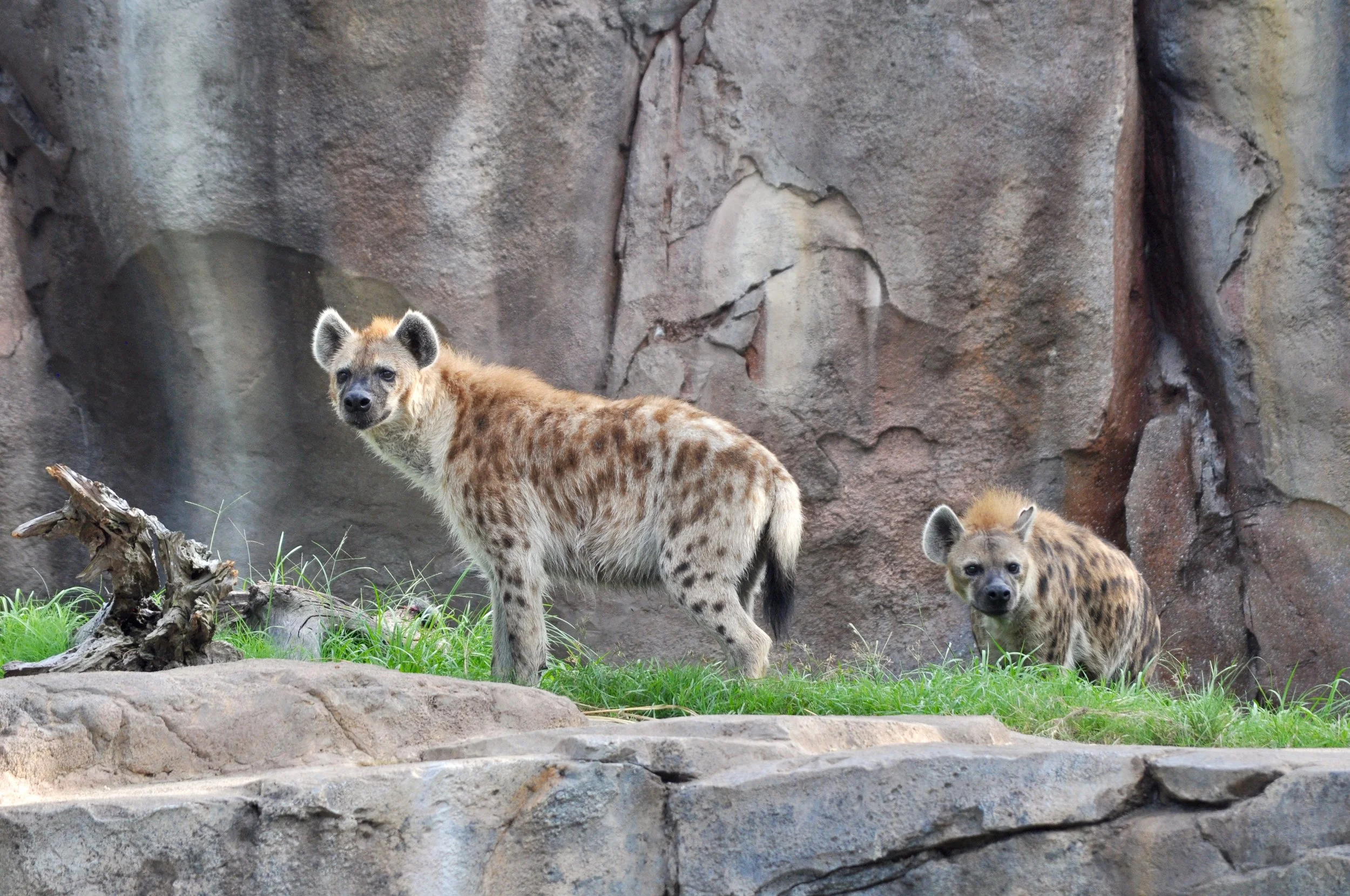 Spotted Hyenas — Animal Enrichment