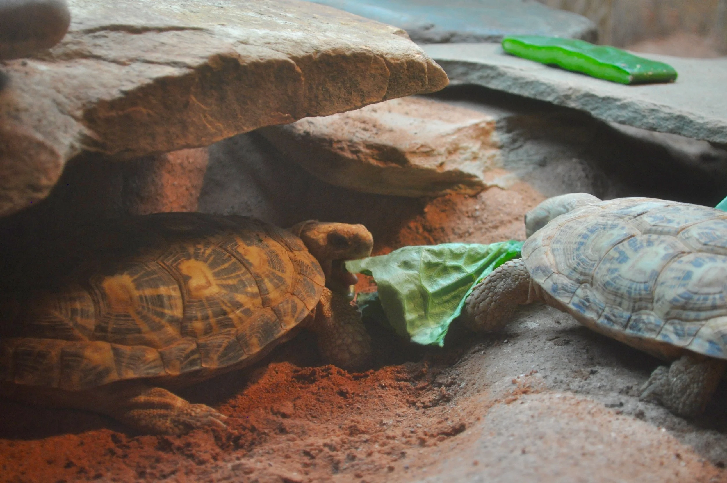 Designing Small Enriched Enclosures — Animal Enrichment