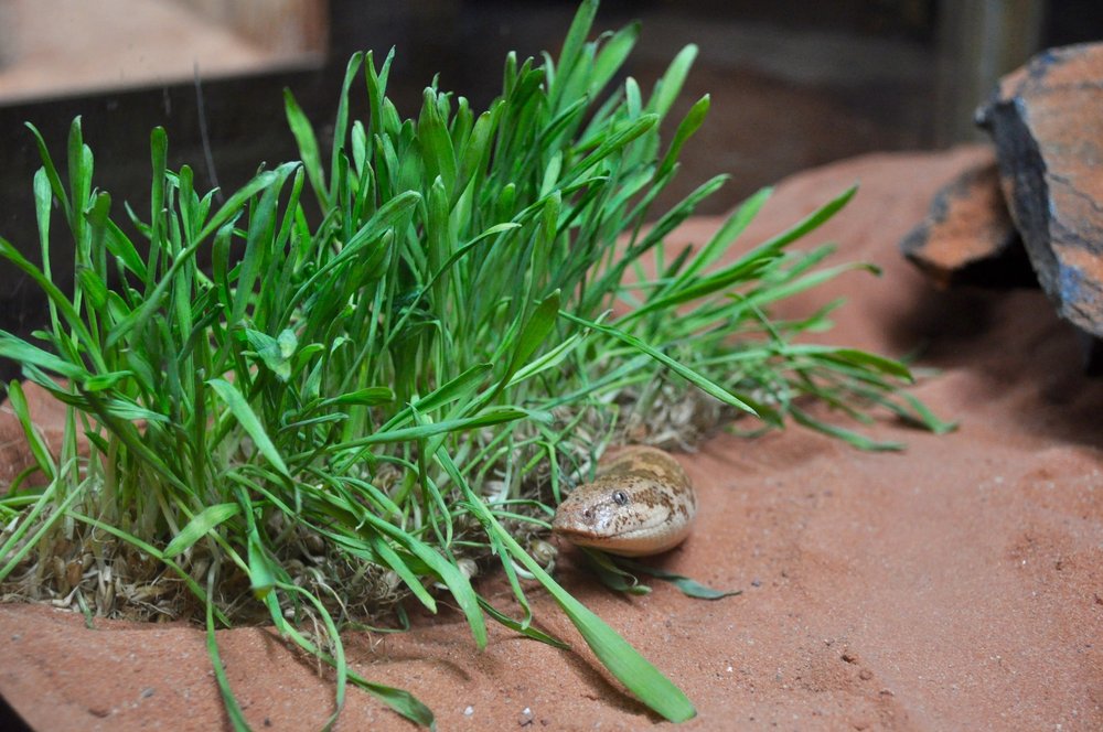 Designing Small Enriched Enclosures — Animal Enrichment