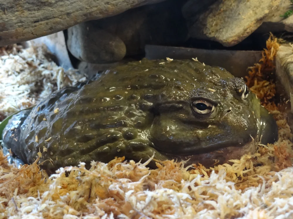 Whole Exhibit Enrichment for the African Bullfrog — Animal Enrichment