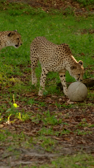 Technology and Enrichment — Animal Enrichment