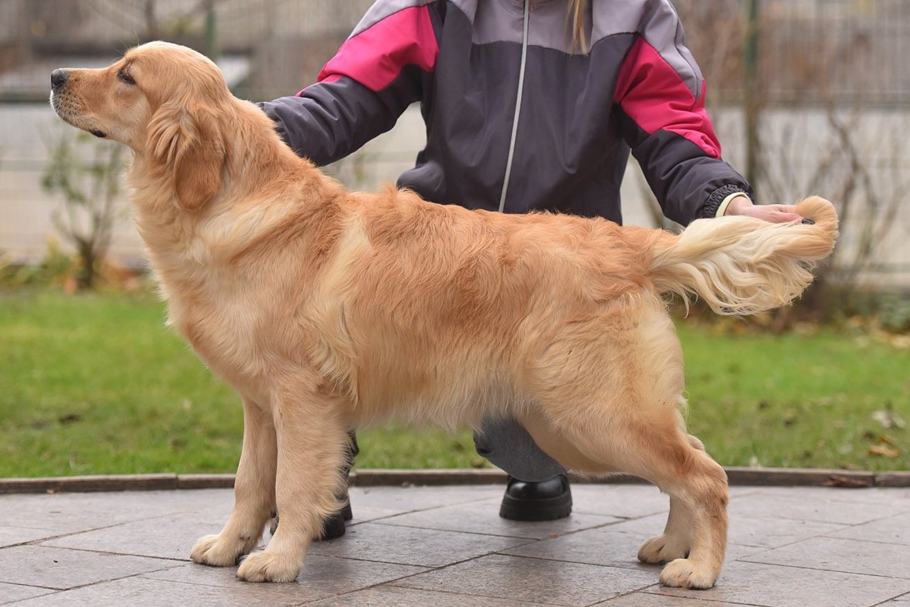 Southern Goldens