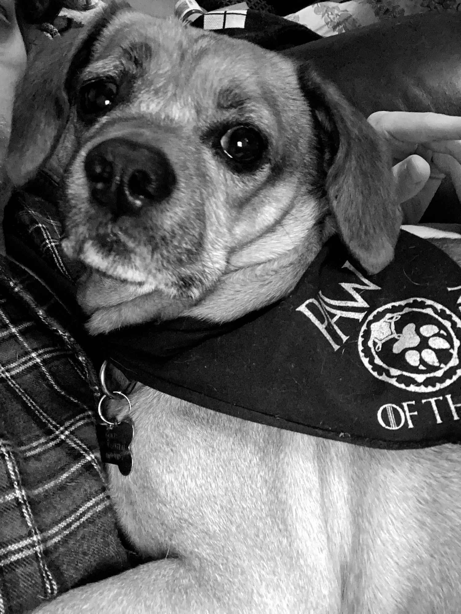 Joshua Bird - Collage — press II press