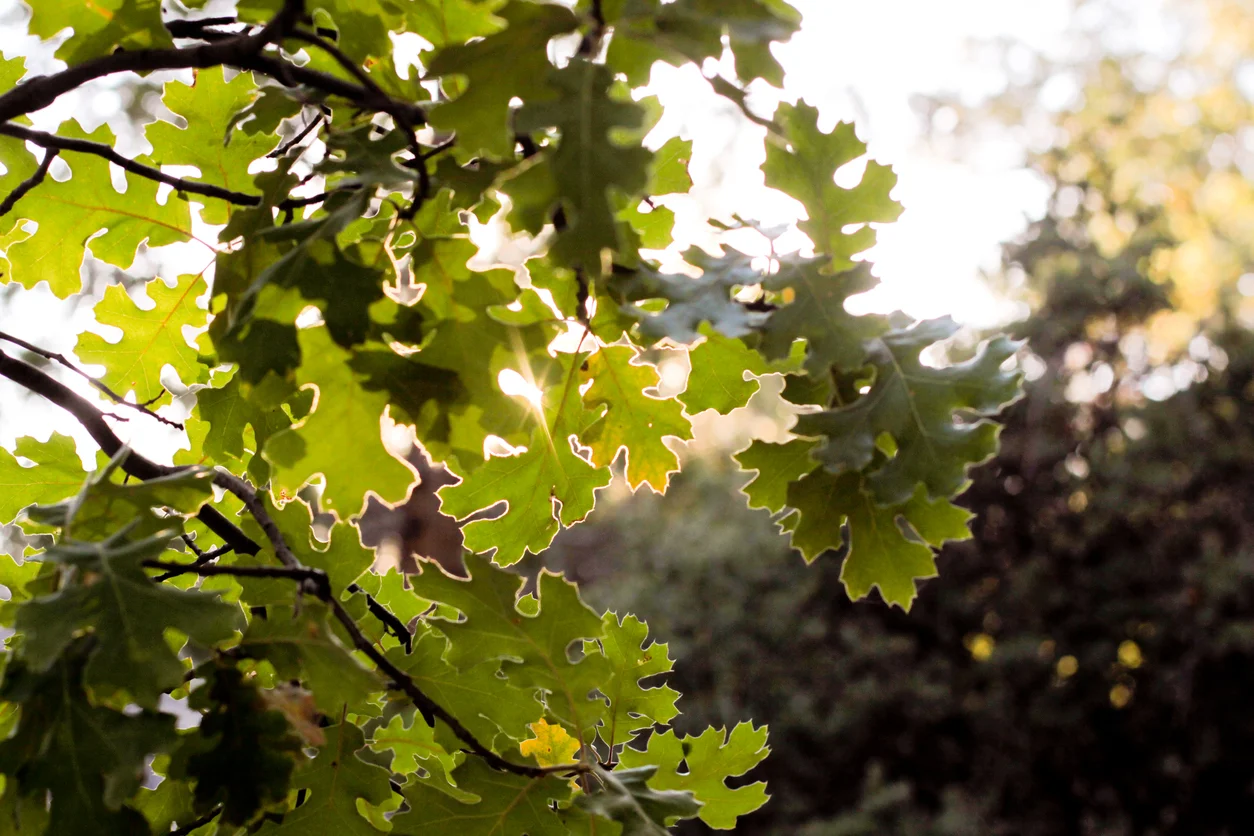 4 Gorgeous Deciduous Trees for your Cortlandt Manor Landscaping