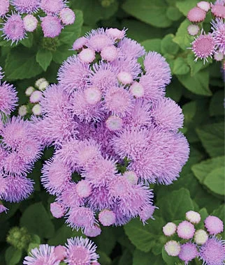 Ageratum — Handy Andy's Nursery