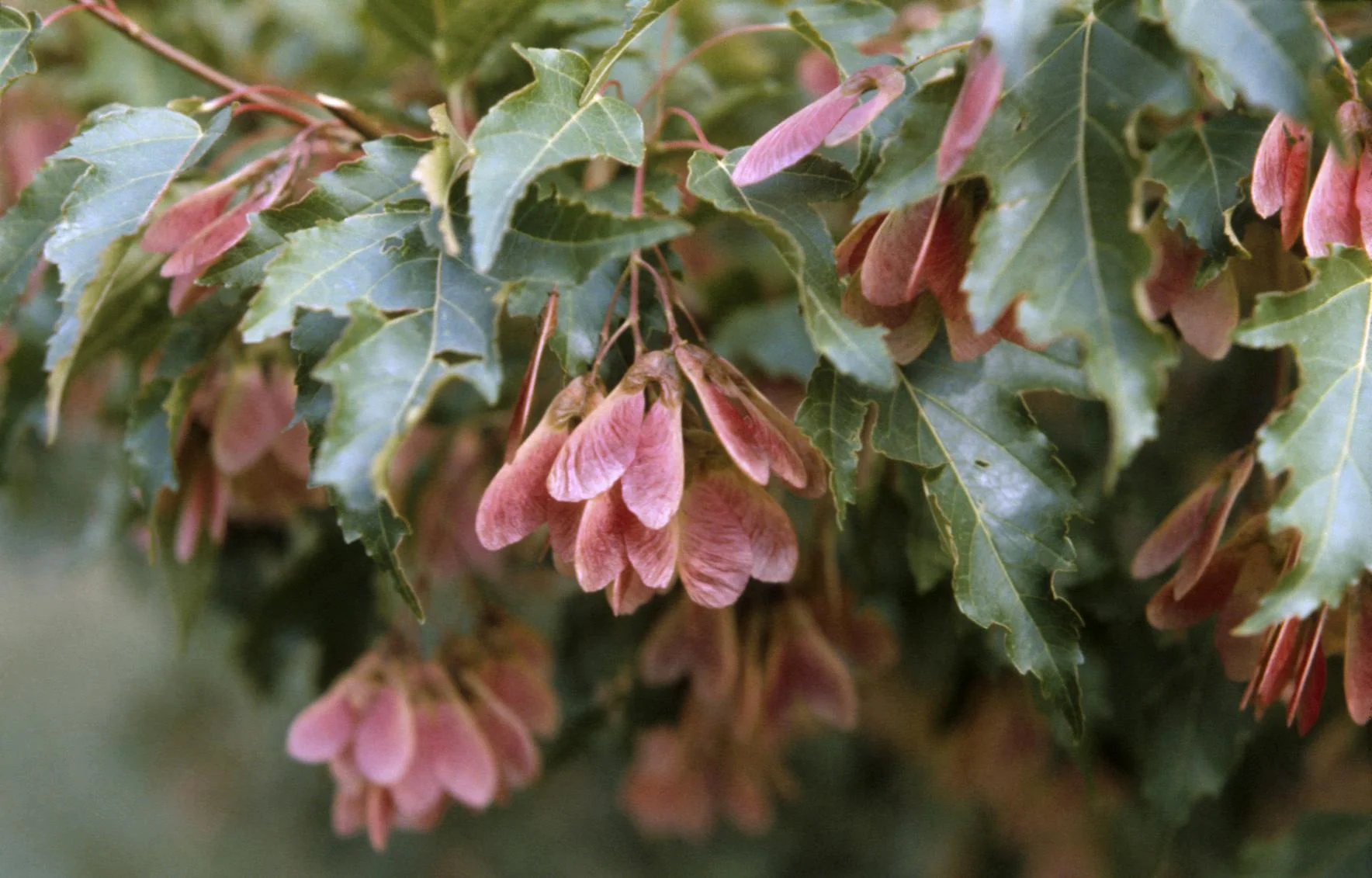 Acer / Maple — Handy Andy's Nursery