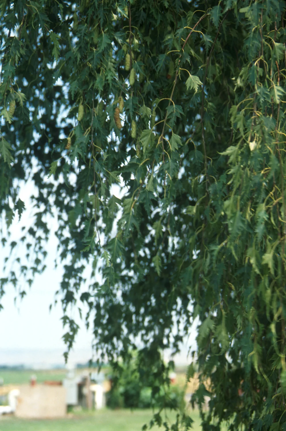 Betula / Birch — Handy Andy's Nursery