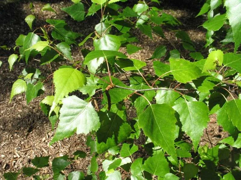 Betula / Birch — Handy Andy's Nursery