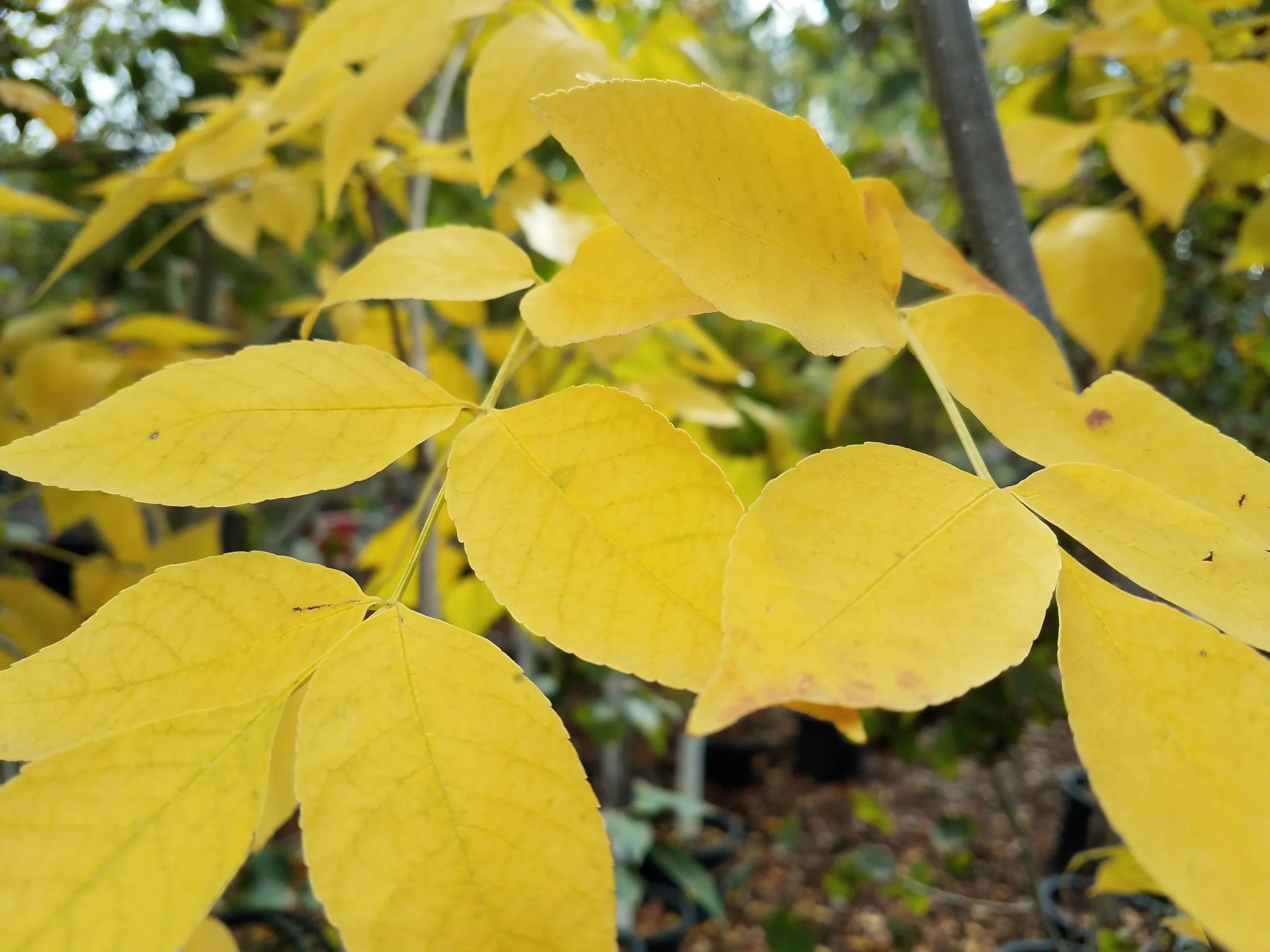 Fraxinus / Ash — Handy Andy's Nursery