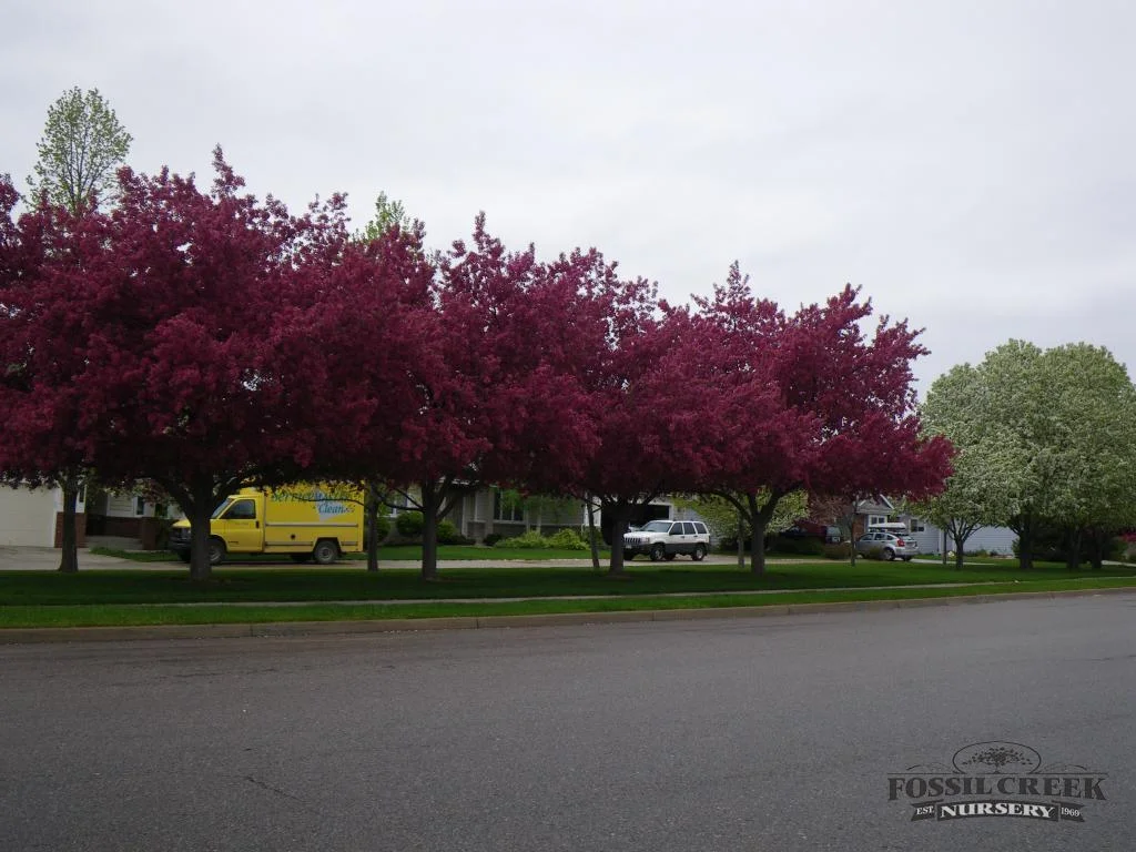 Malus / Crabapple — Handy Andy's Nursery
