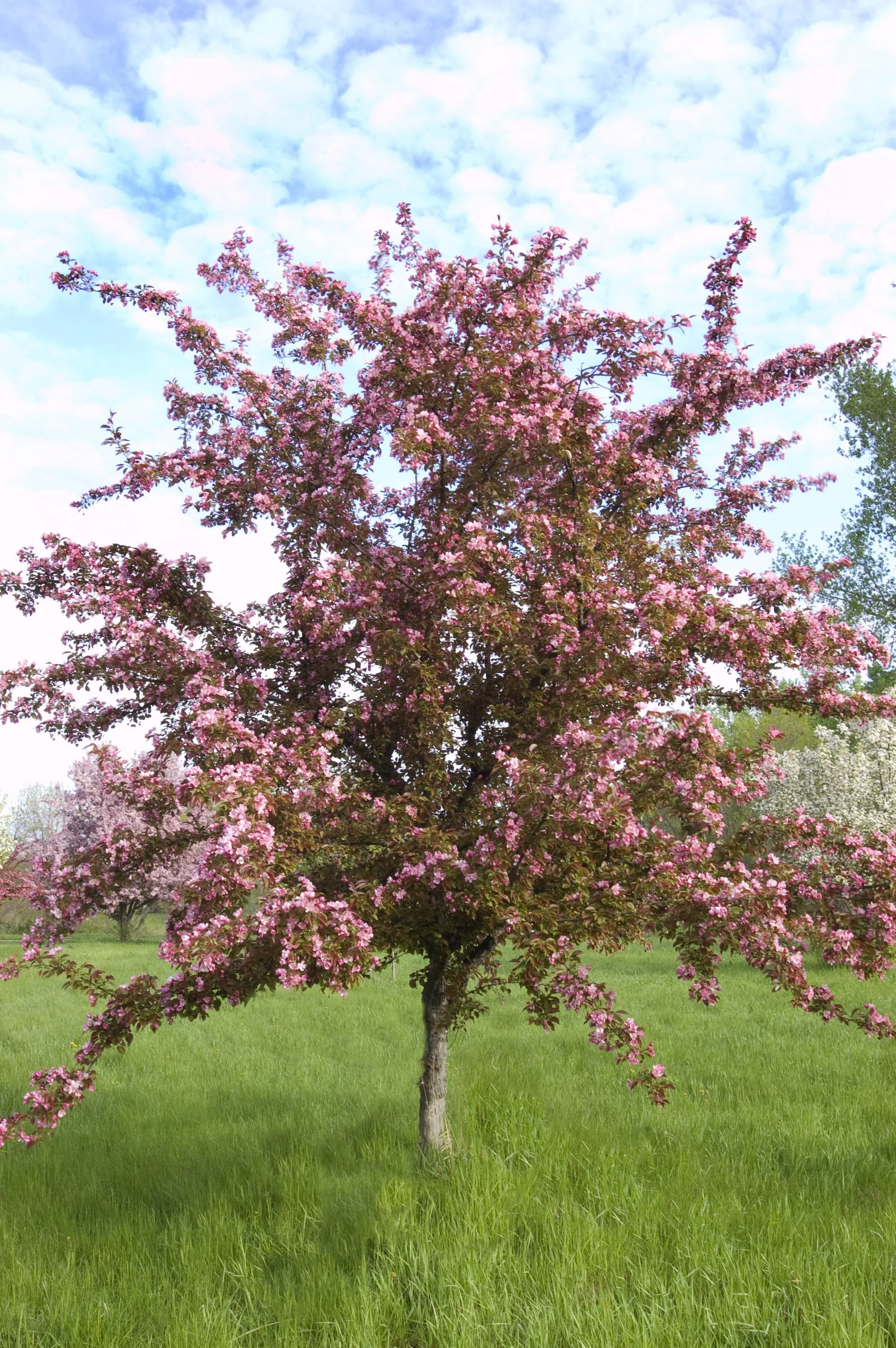 Malus / Crabapple — Handy Andy's Nursery