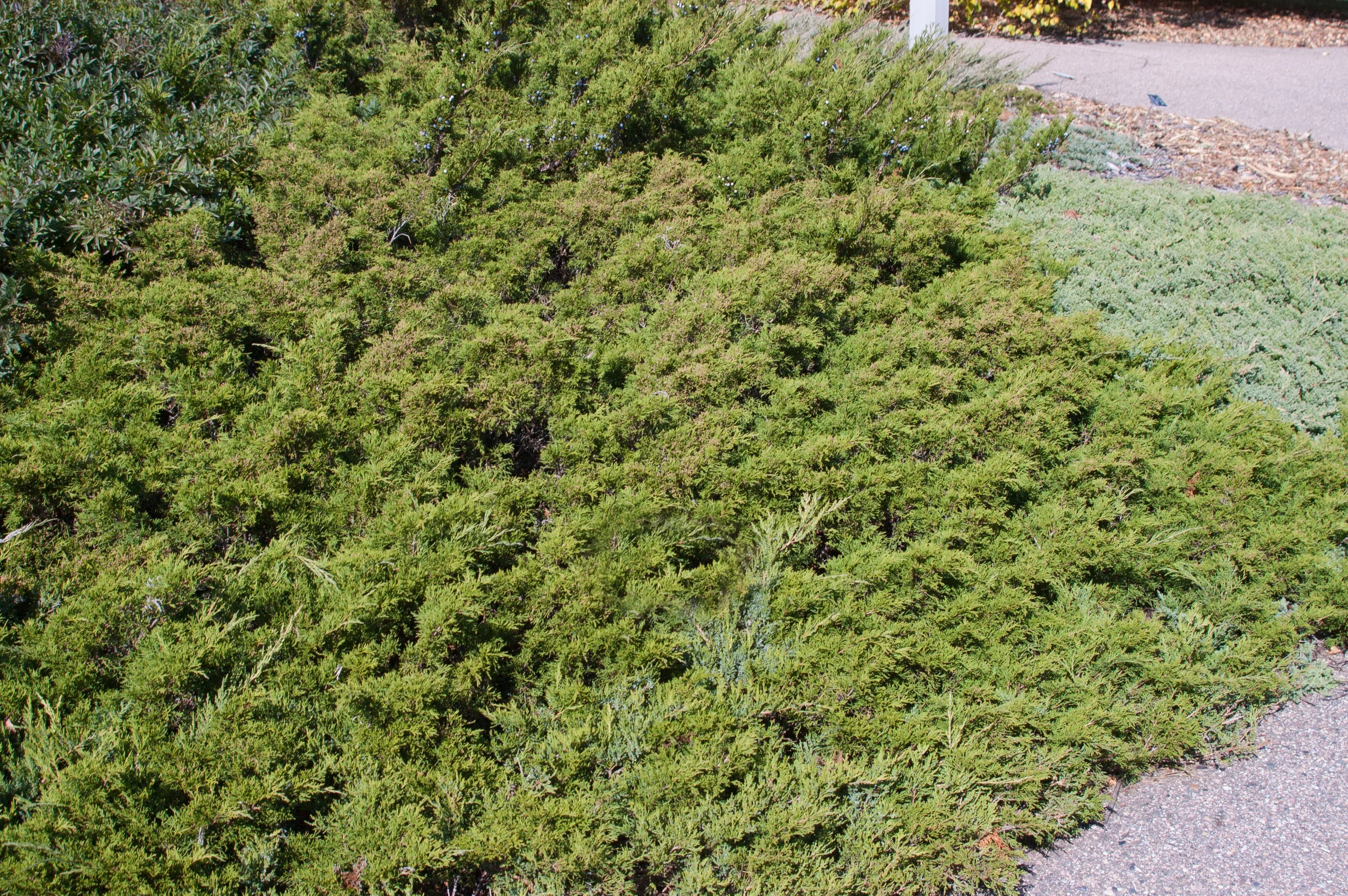 Juniperus / Juniper — Handy Andy's Nursery