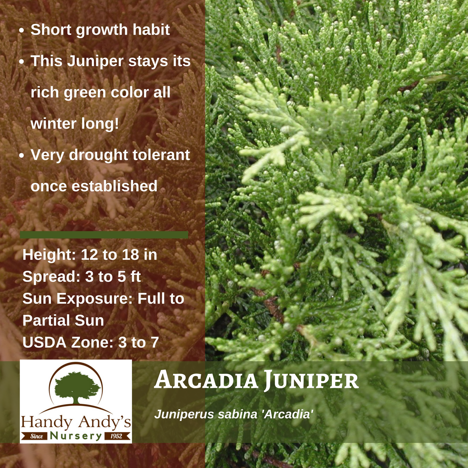 Juniperus / Juniper — Handy Andy's Nursery