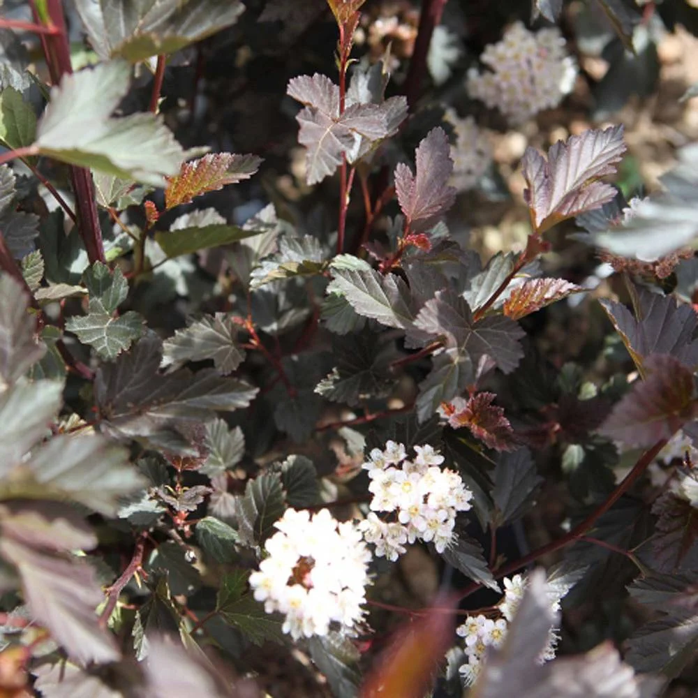 Physocarpus / Ninebark — Handy Andy's Nursery
