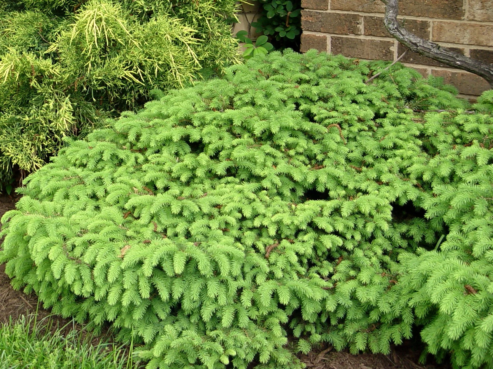 Picea / Spruce — Handy Andy's Nursery
